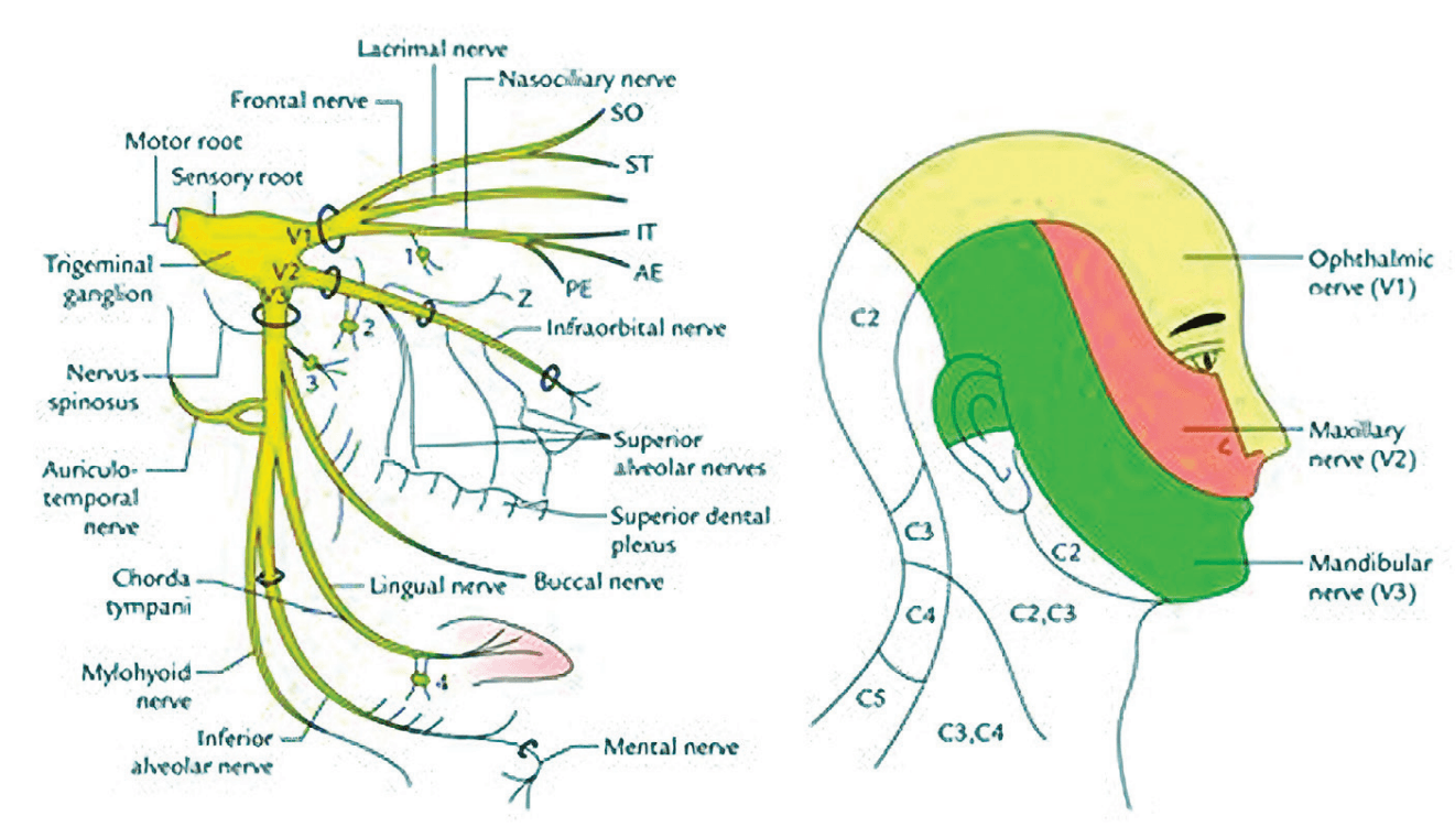 The trigeminal nerve: Its role in facial development